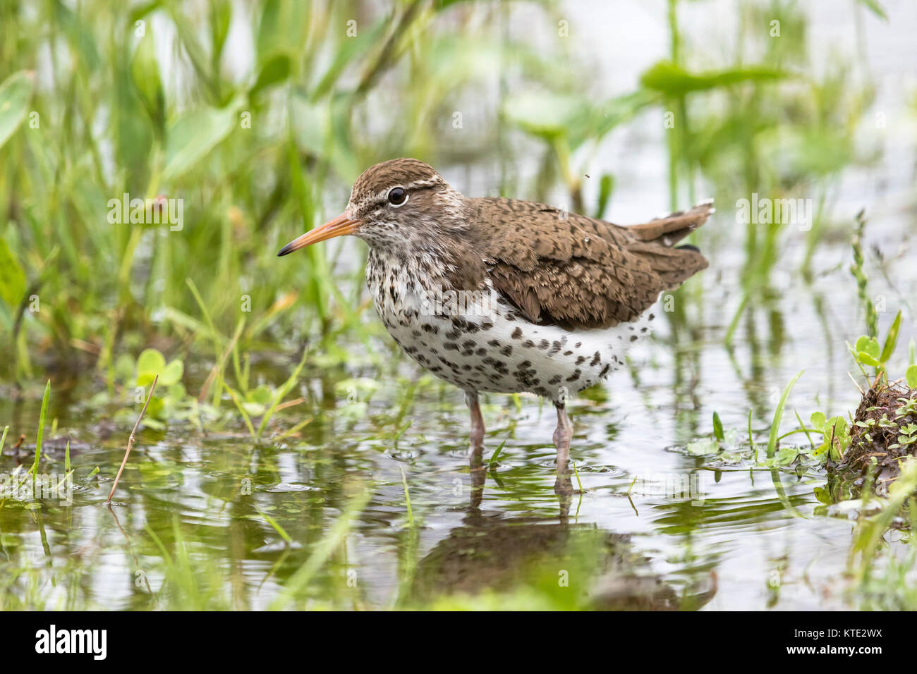 Spotted sandpiper - breeding plumage Stock Photo - Alamy