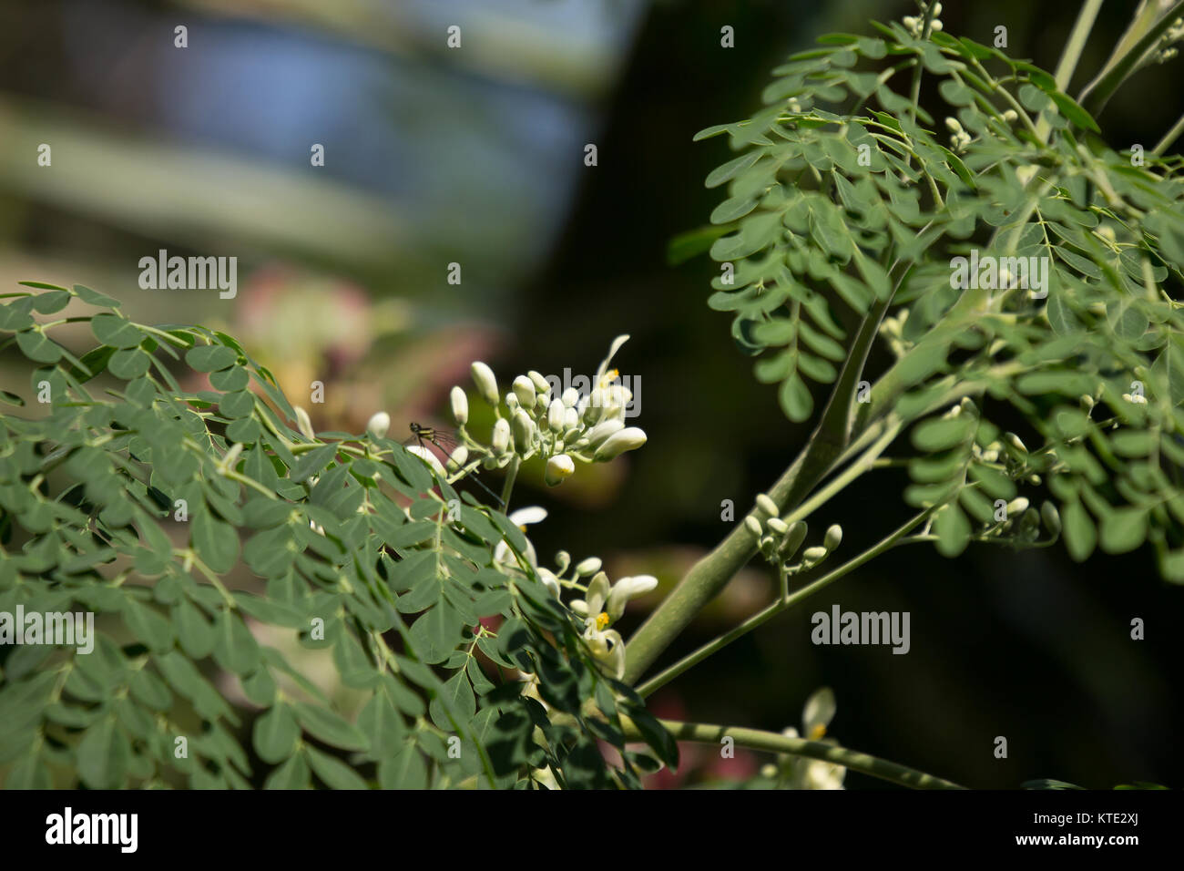 Close up White flower of Horse radish tree Stock Photo - Alamy