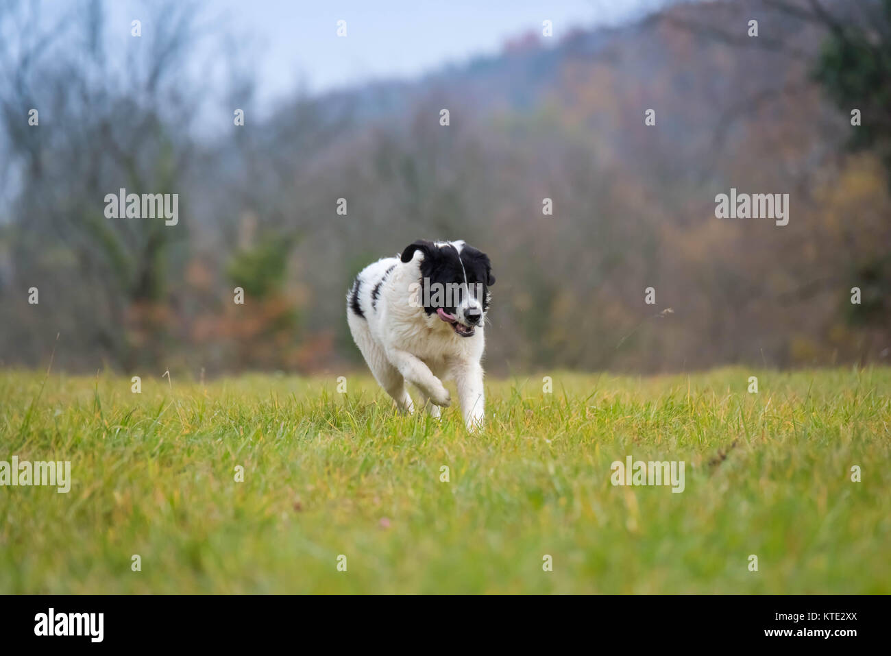 landseer dog bernese mountain labrador Stock Photo - Alamy