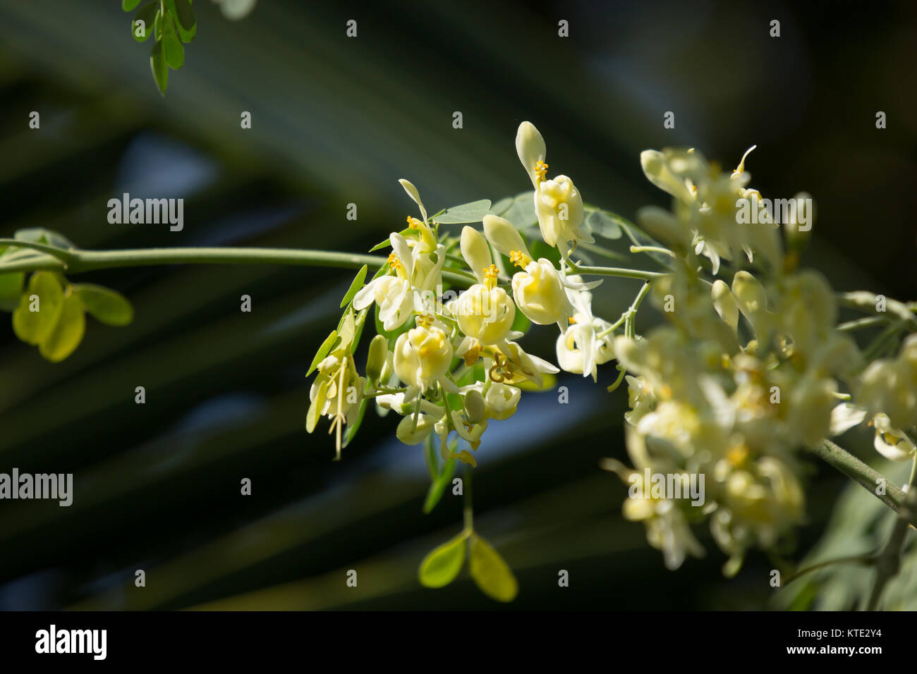 Close up White flower of Horse radish tree Stock Photo - Alamy