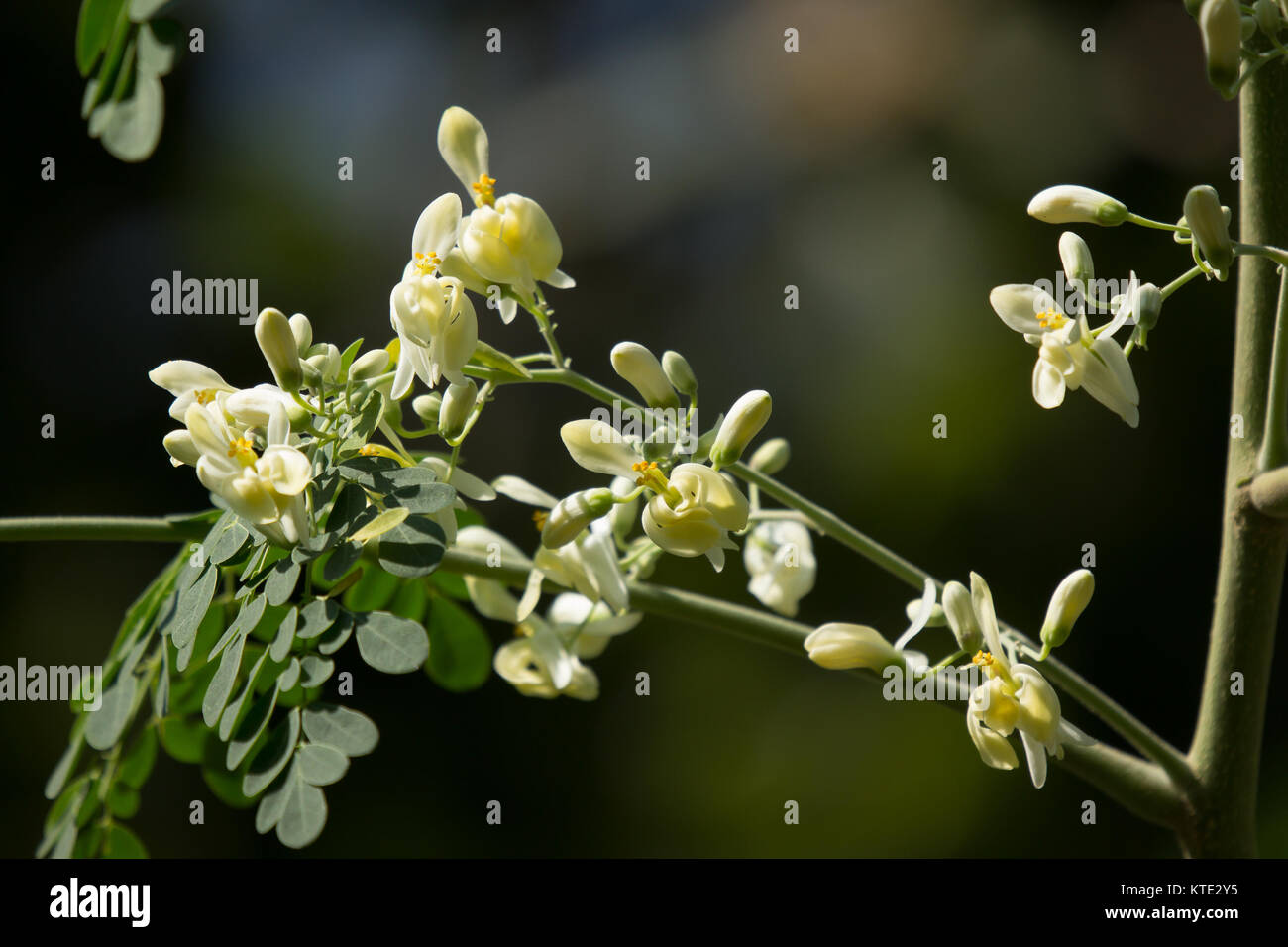 Close up White flower of Horse radish tree Stock Photo - Alamy