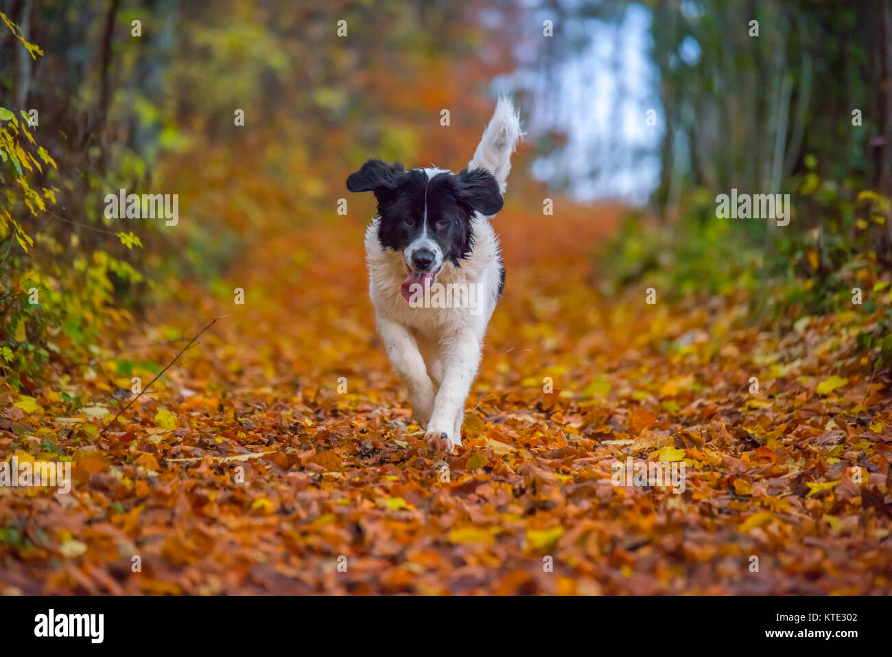 landseer dog bernese mountain labrador Stock Photo - Alamy