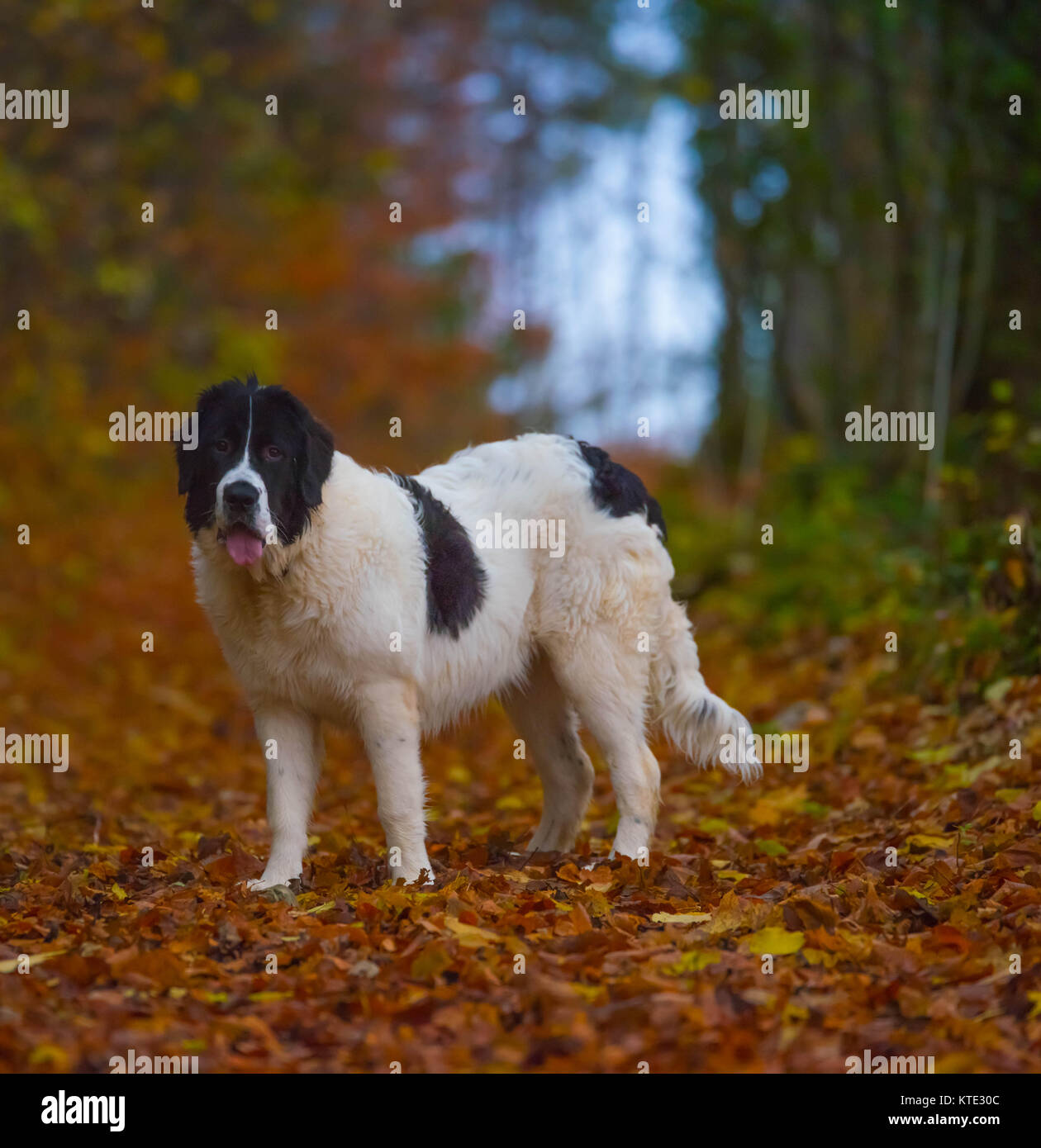 landseer dog bernese mountain labrador Stock Photo - Alamy