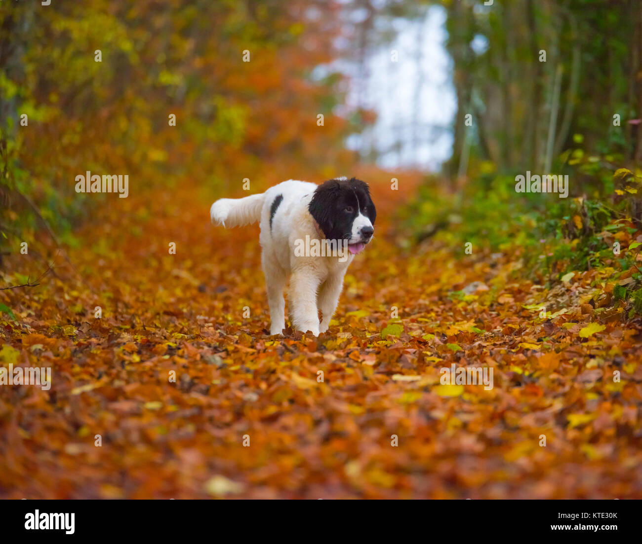 landseer dog bernese mountain labrador Stock Photo - Alamy