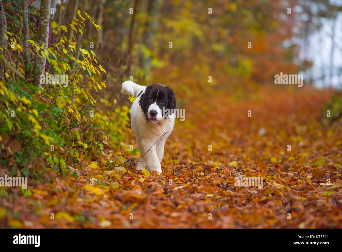 landseer dog bernese mountain labrador Stock Photo - Alamy