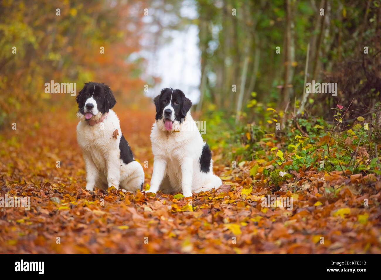 landseer dog bernese mountain labrador Stock Photo - Alamy