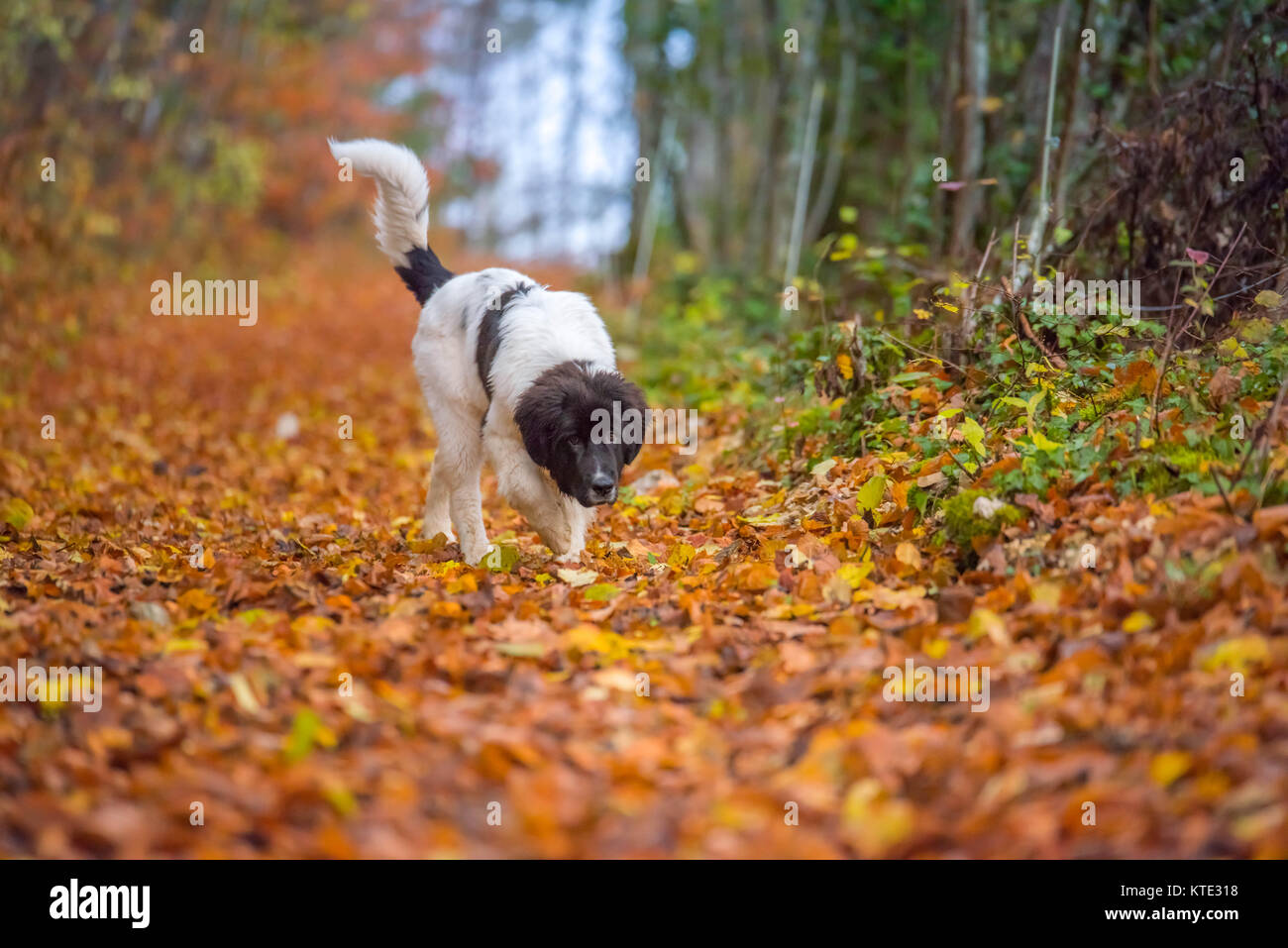 landseer dog bernese mountain labrador Stock Photo - Alamy