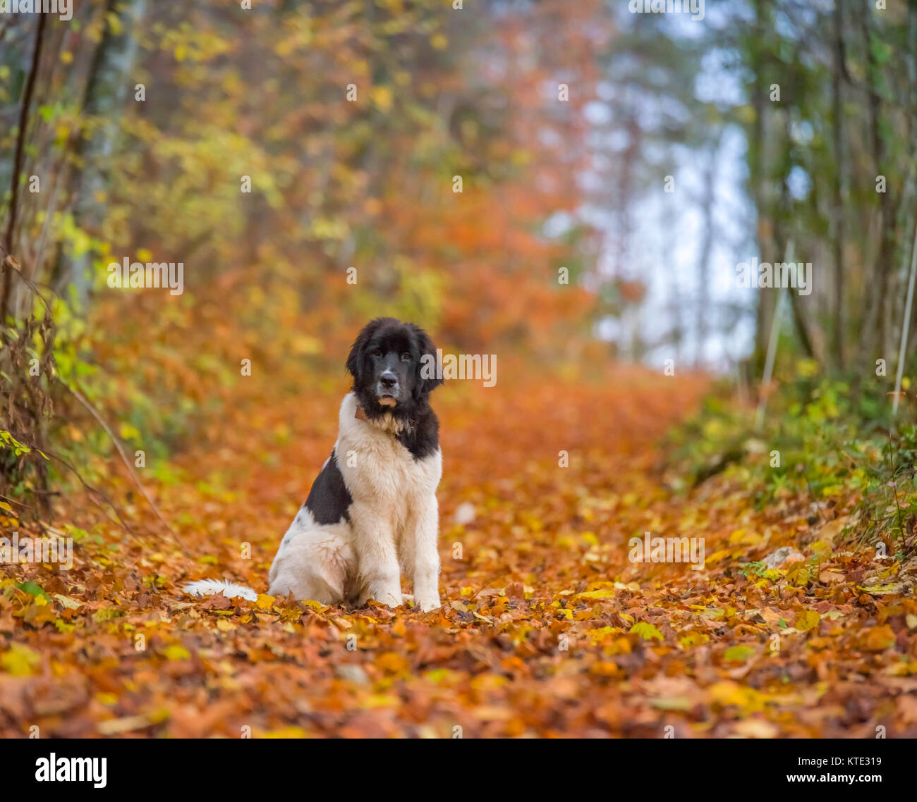 landseer dog bernese mountain labrador Stock Photo - Alamy