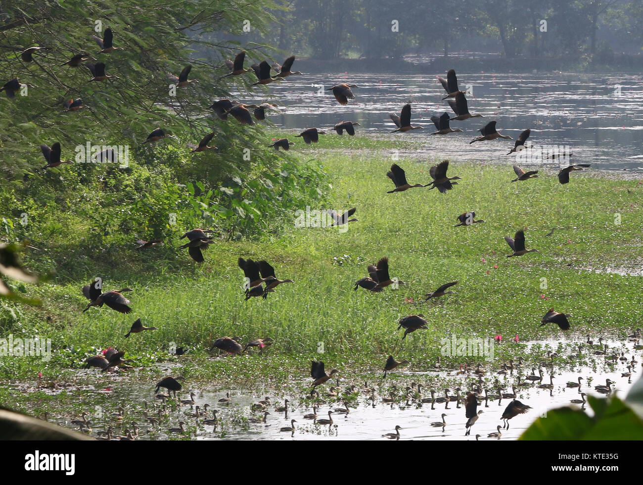 A flock of migrant birds at Jahangirnagar University some 32 kilometers ...
