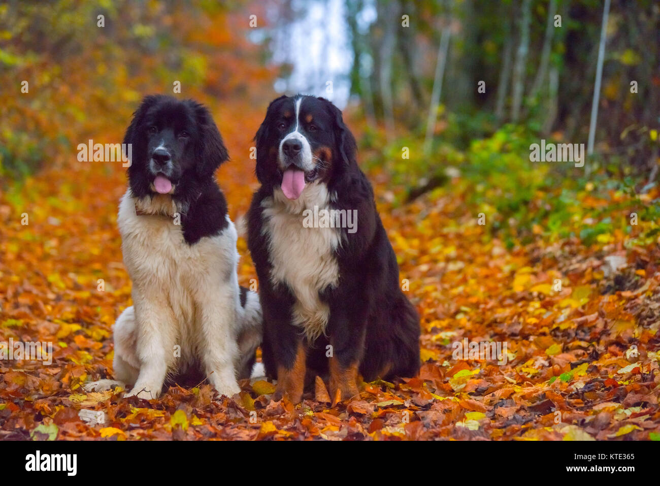 bernese mountaind dog pure breed Stock Photo - Alamy
