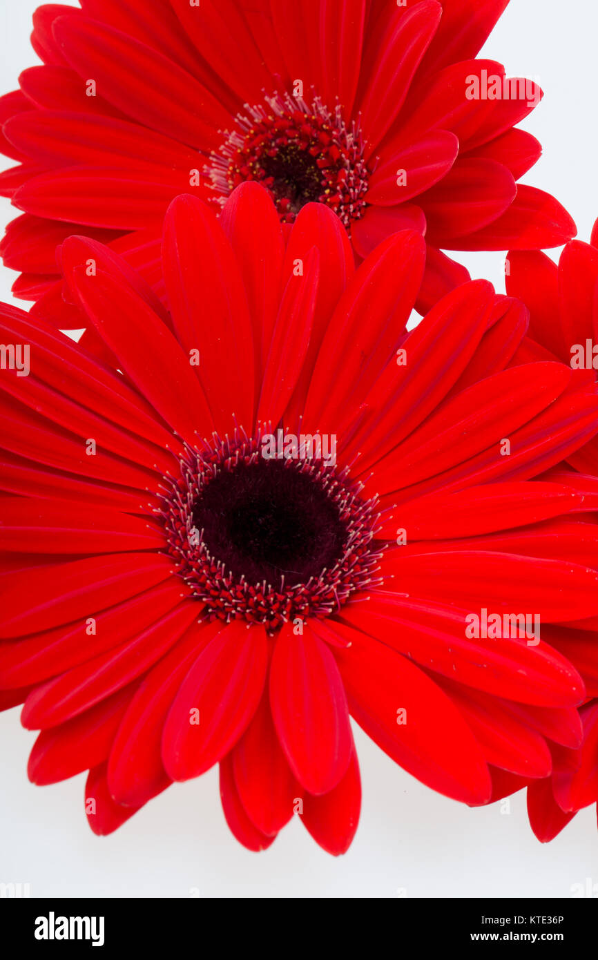 red gerbera daisy flower Stock Photo - Alamy