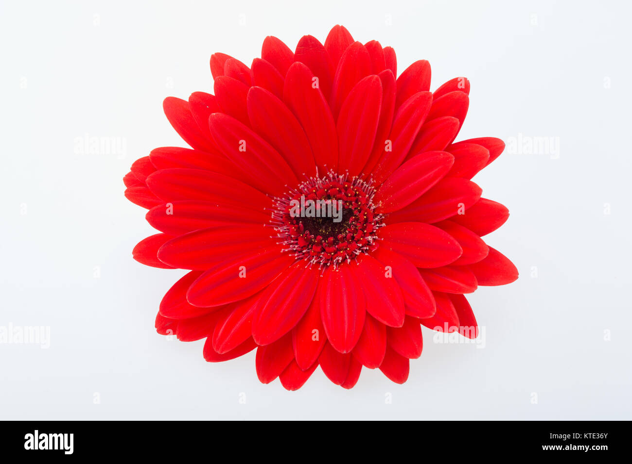 red gerbera daisy flower Stock Photo - Alamy
