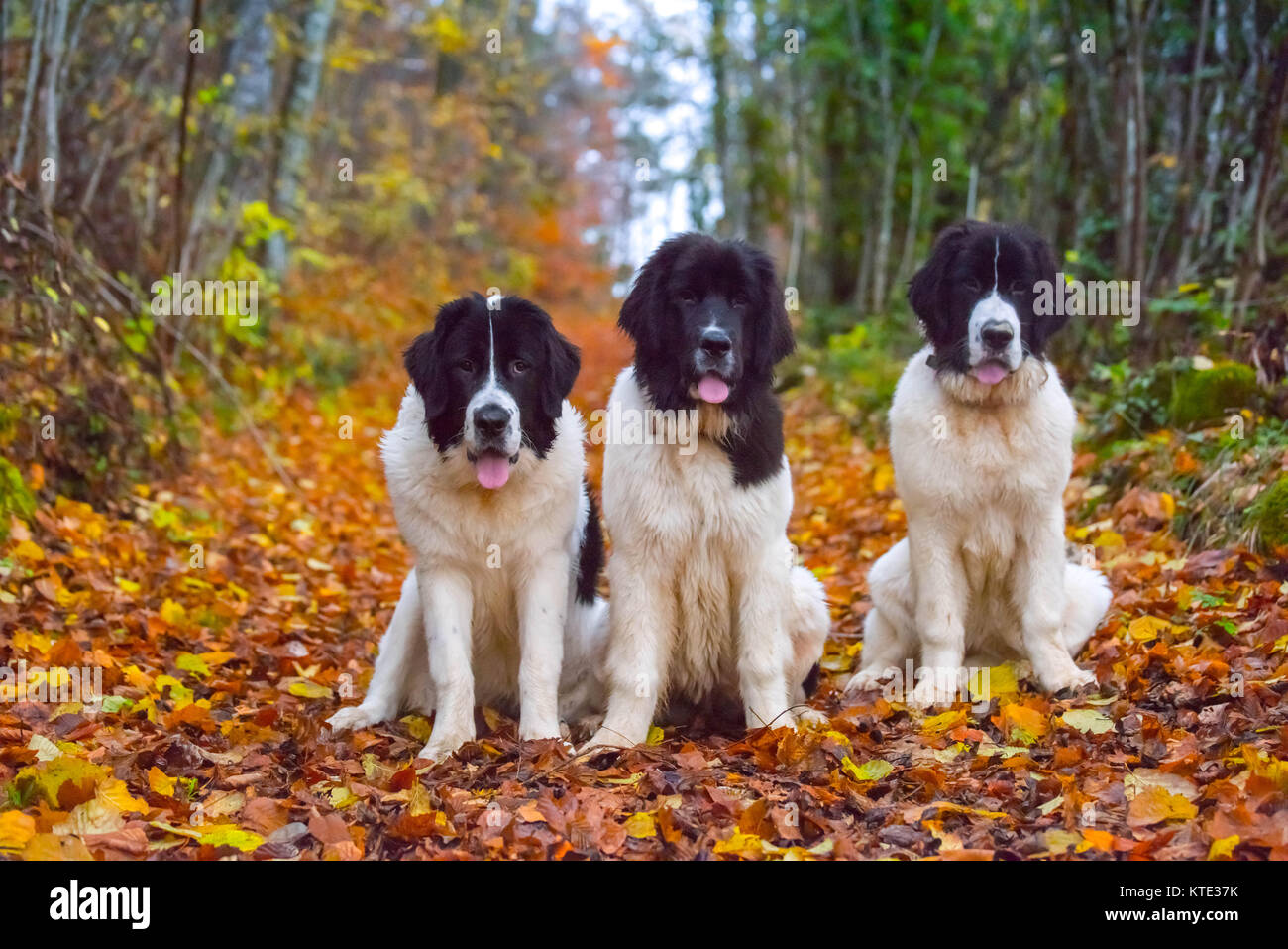 landseer dog bernese mountain labrador Stock Photo - Alamy