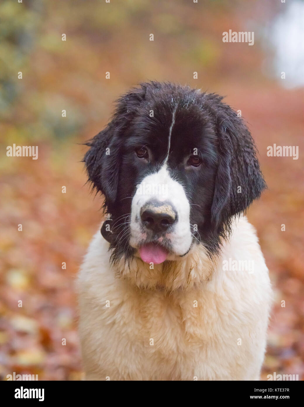 landseer dog bernese mountain labrador Stock Photo - Alamy