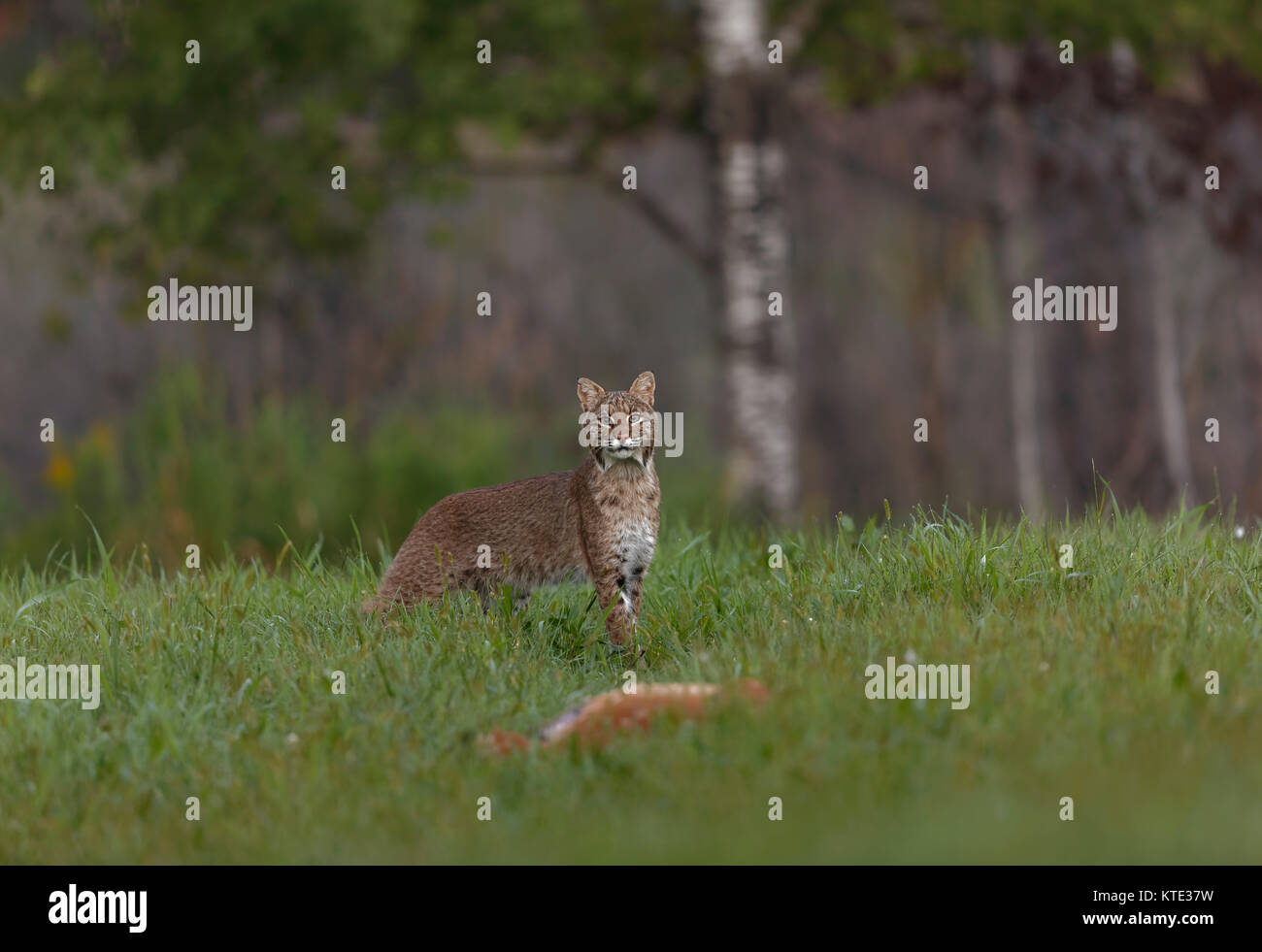 Bobcat approaching a dead fawn in a northern Wisconsin field Stock ...