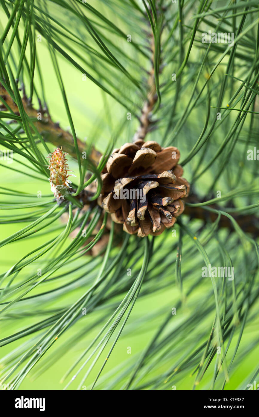 close up of pine cone in garden Stock Photo - Alamy