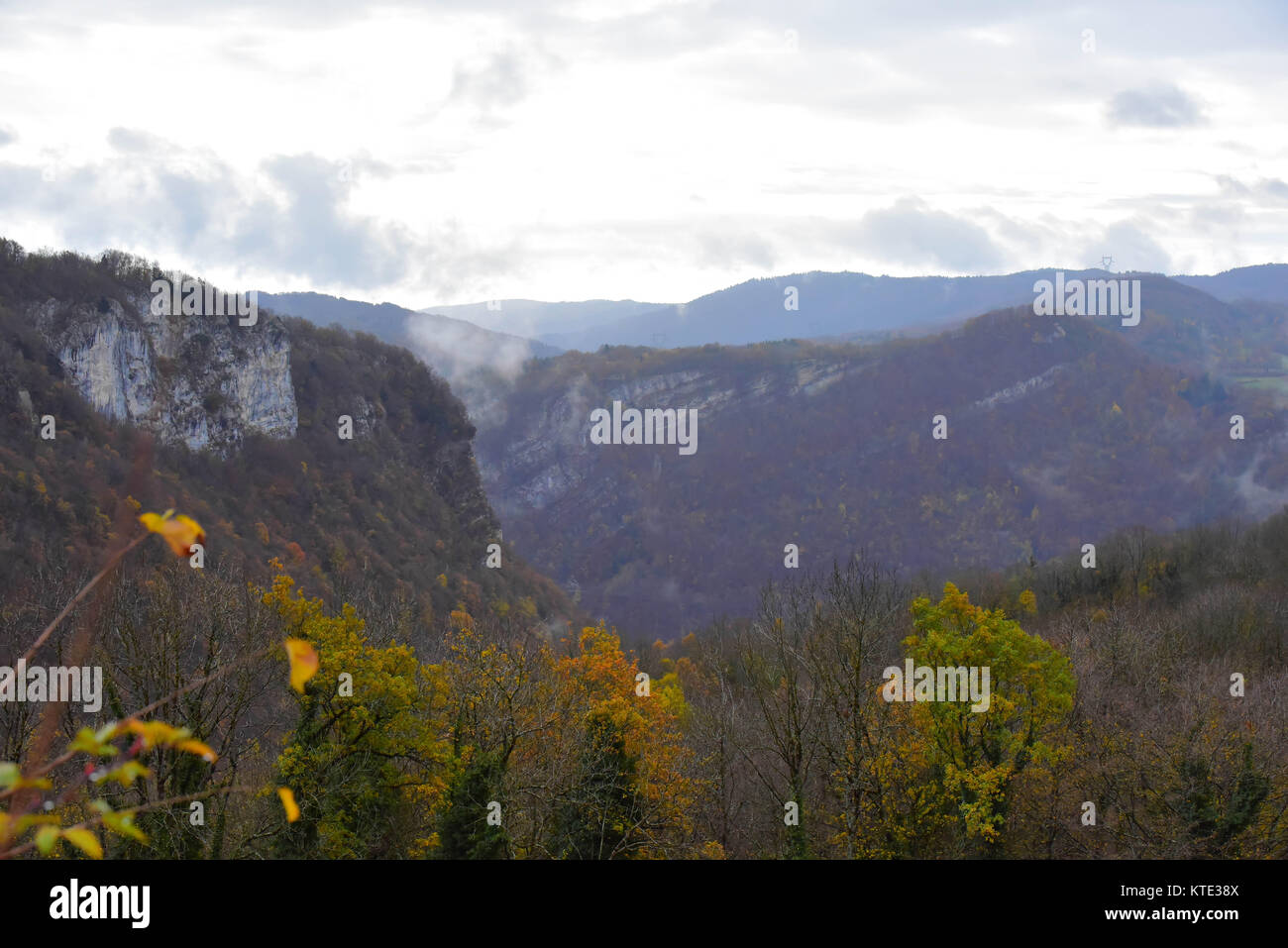 landseer dog bernese mountain labrador Stock Photo - Alamy