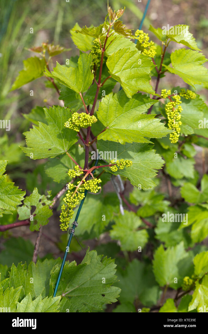 Unripe grapes on the vine Stock Photo - Alamy
