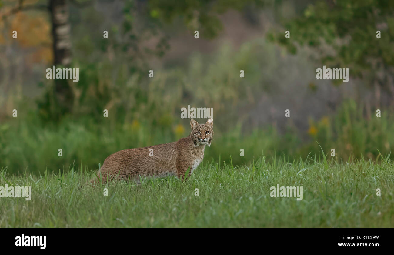 An elusive bobcat in a northern Wisconsin meadow Stock Photo - Alamy