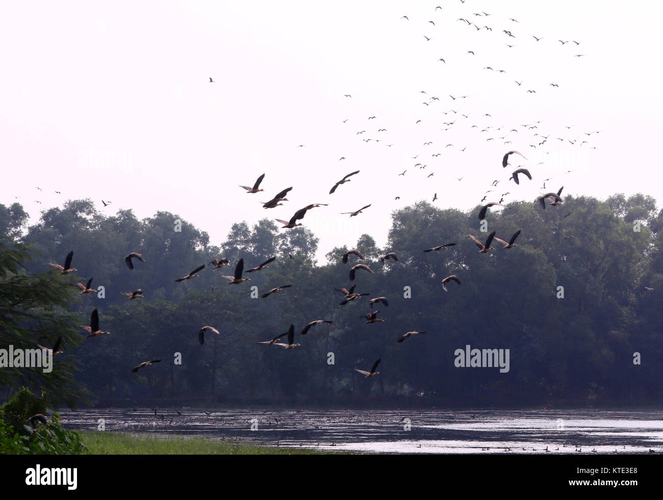 A flock of migrant birds at Jahangirnagar University some 32 kilometers ...