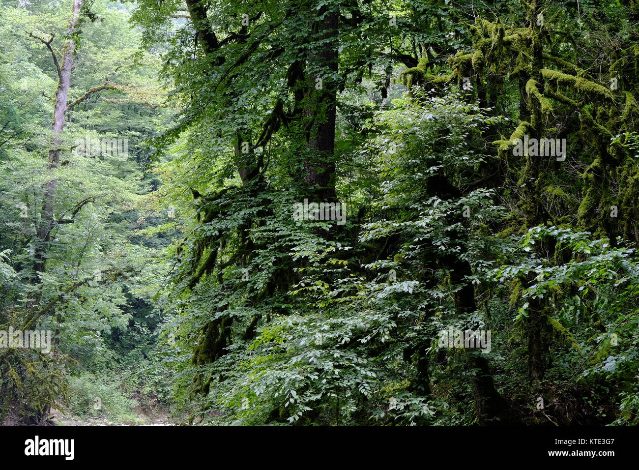 Caspian hyrcanian mixed forests hi-res stock photography and images - Alamy