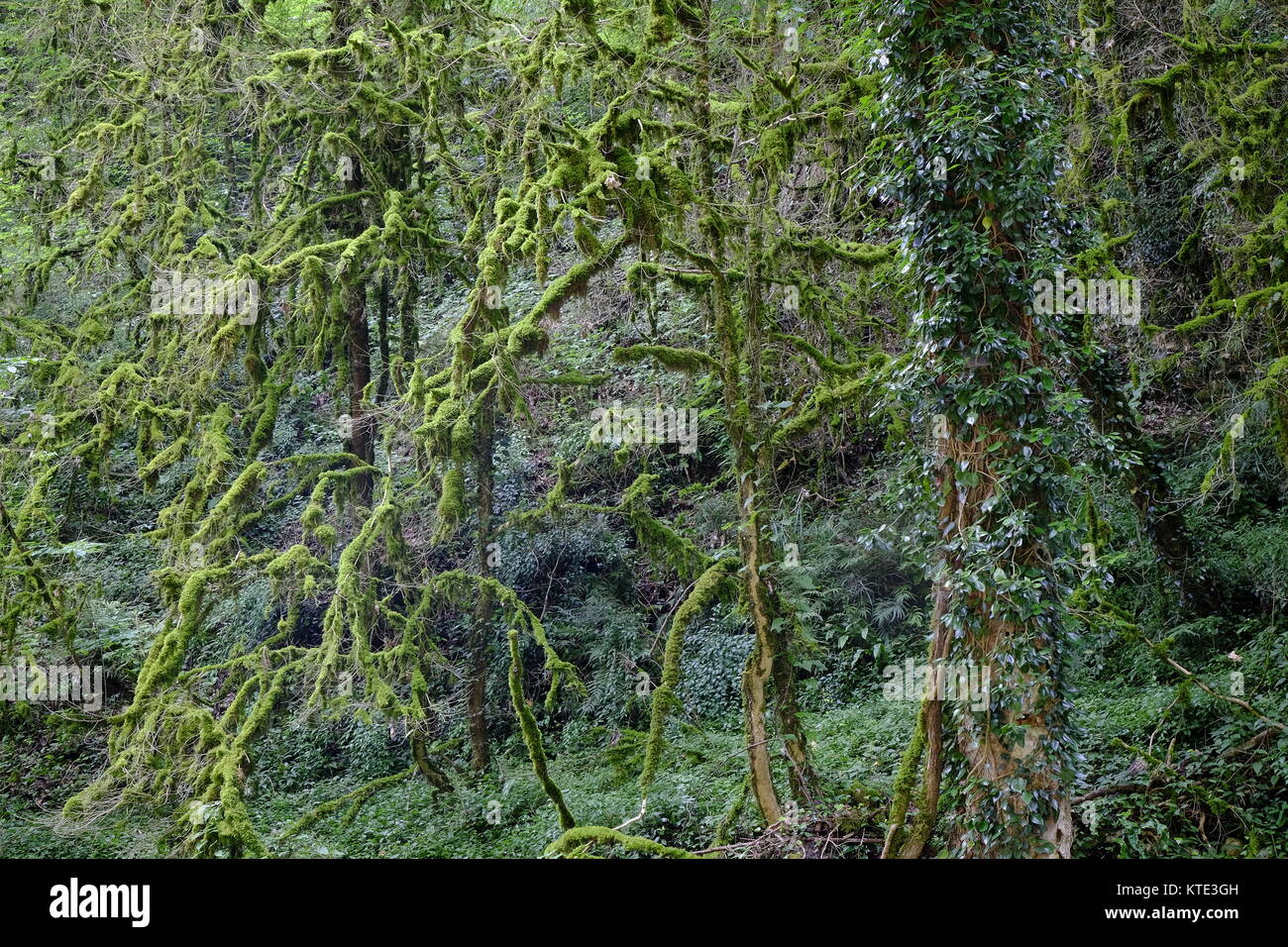 Temperate rainforests of the Aborz mountains in Northern Iran Stock ...