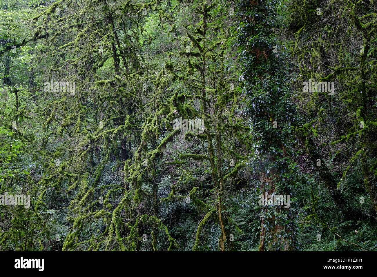 Temperate rainforests of the Aborz mountains in Northern Iran Stock ...