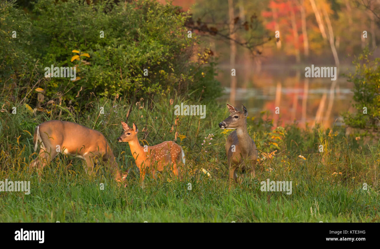 Whitetail deer fall colors hi-res stock photography and images - Alamy