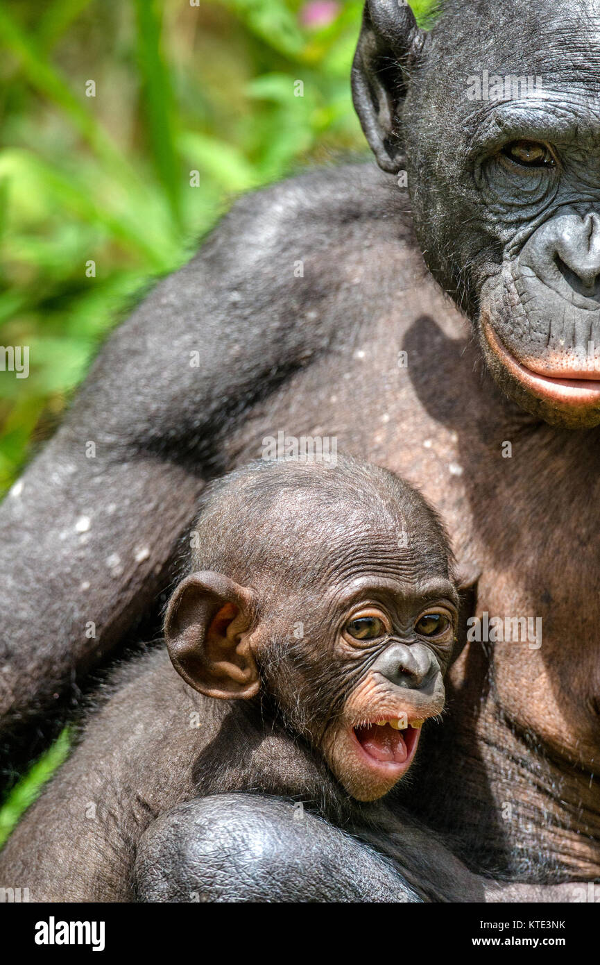Close up Portrait Mother and Cub of Bonobo in natural habitat. Green ...