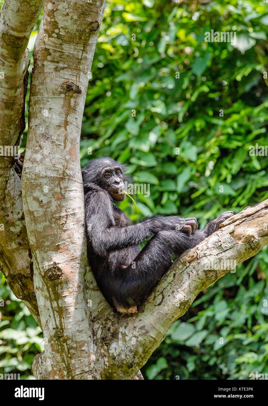 Close up Portrait of Bonobo Cub on the tree in natural habitat. Green ...