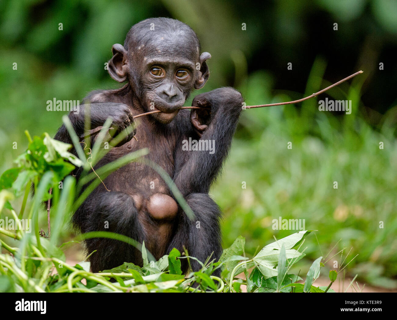 Close up Portrait of Bonobo Cub in natural habitat. Green natural ...