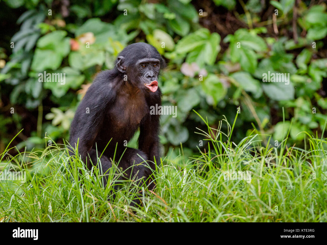 Bonobo Cub in natural habitat. Close up Portrait. Green natural ...
