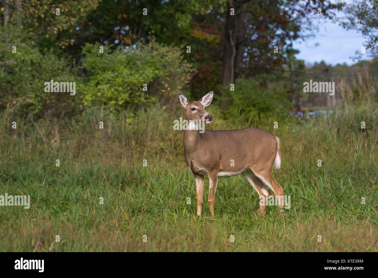 White-tailed doe in an autumn meadow Stock Photo - Alamy