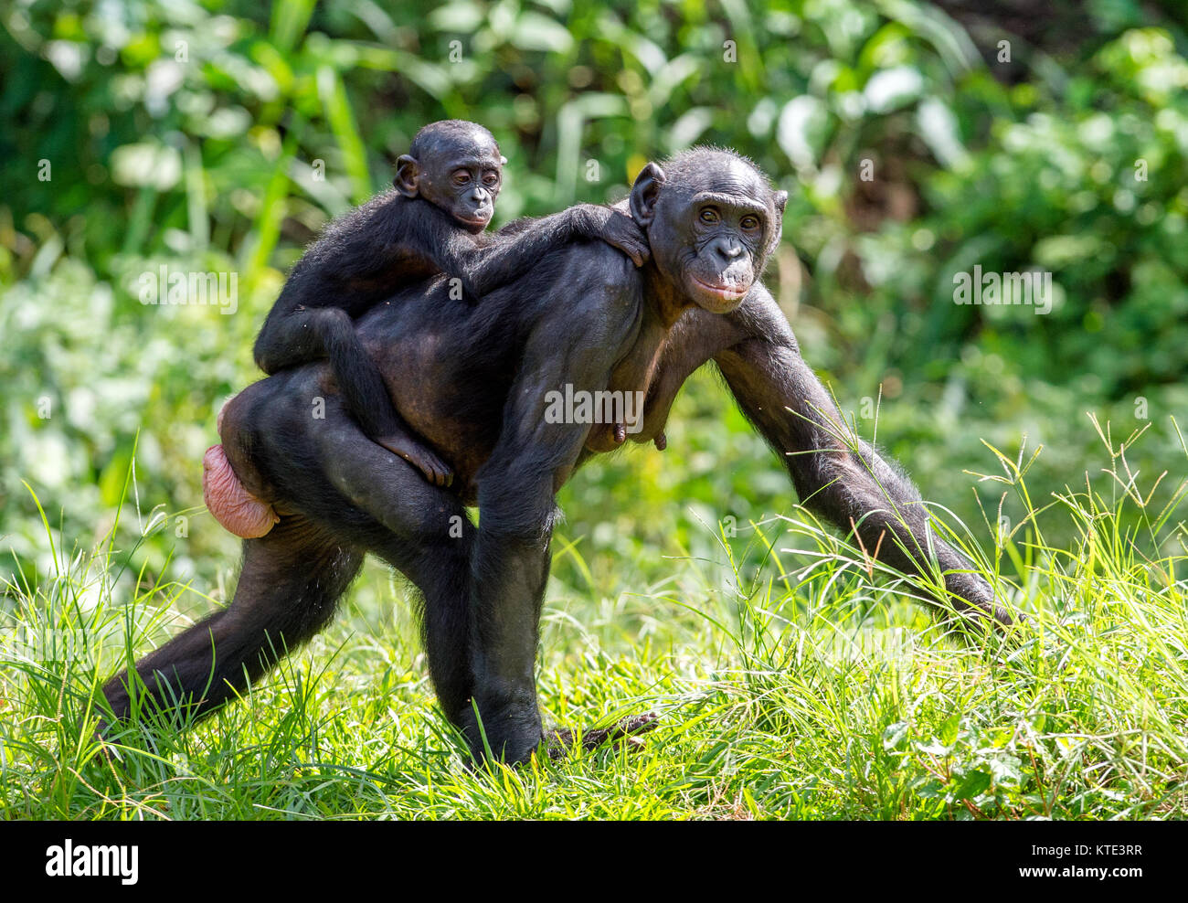 Close up Portrait of Bonobo Cub on the mother's back in natural habitat ...