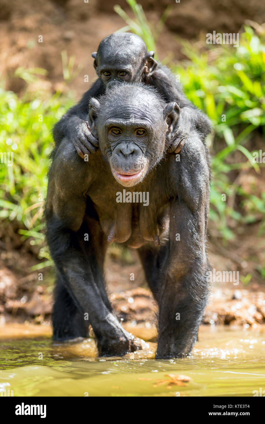 Close up Portrait of Bonobo Cub on the mother's back in the water ...