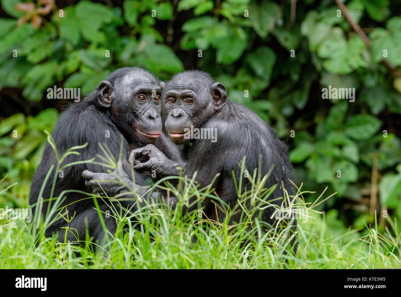 Bonobos in natural habitat on Green natural background. The Bonobo ...