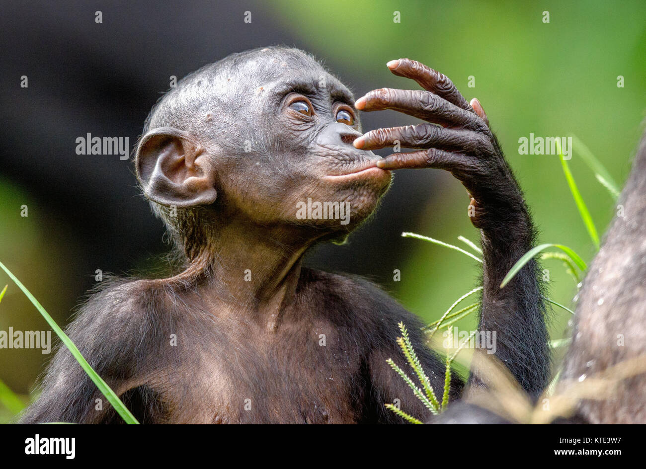 Close up Portrait of Bonobo Cub in natural habitat. Green natural ...