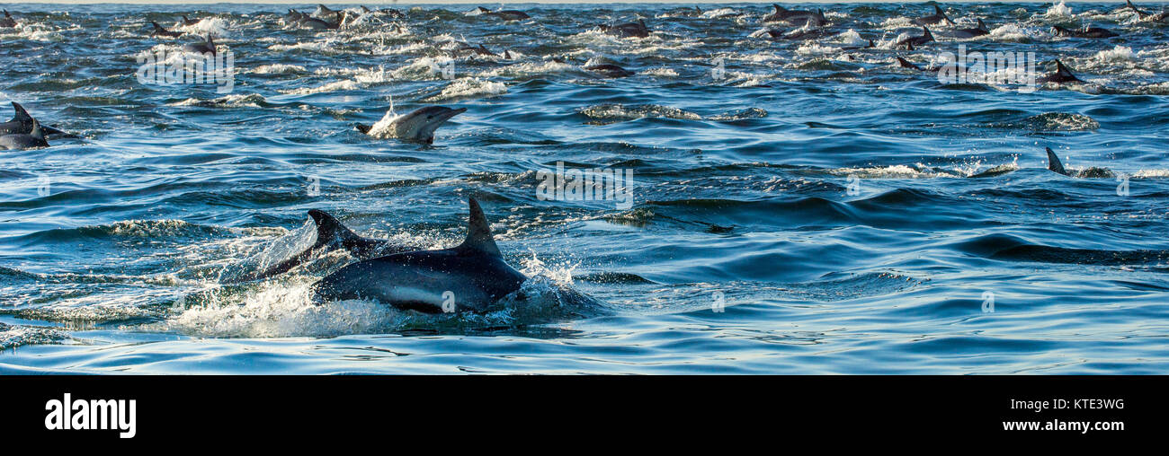 Dolphins, swimming in the ocean and hunting for fish. Dolphins swim and ...