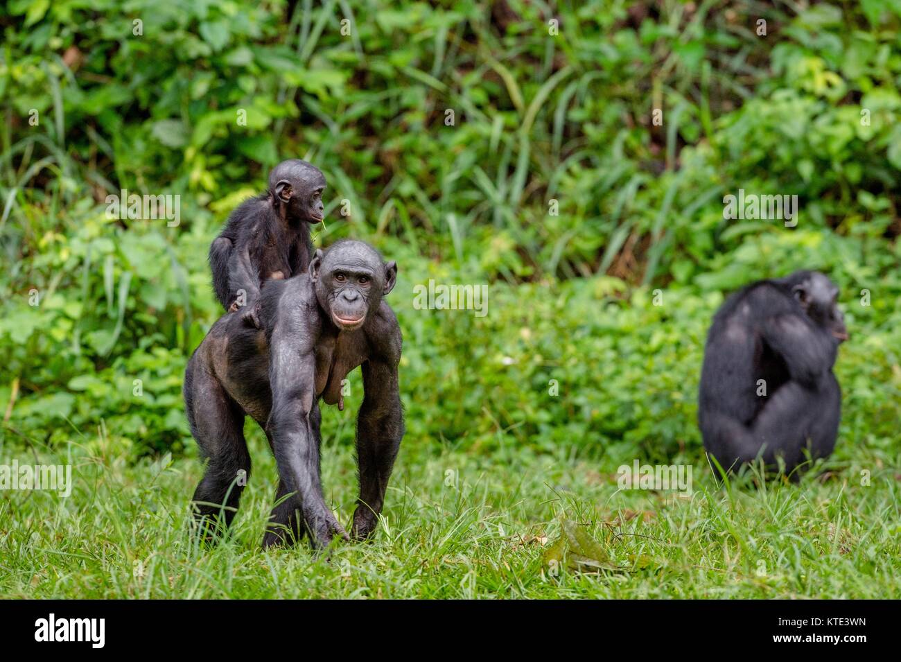 Baby chimp on back hi-res stock photography and images - Alamy