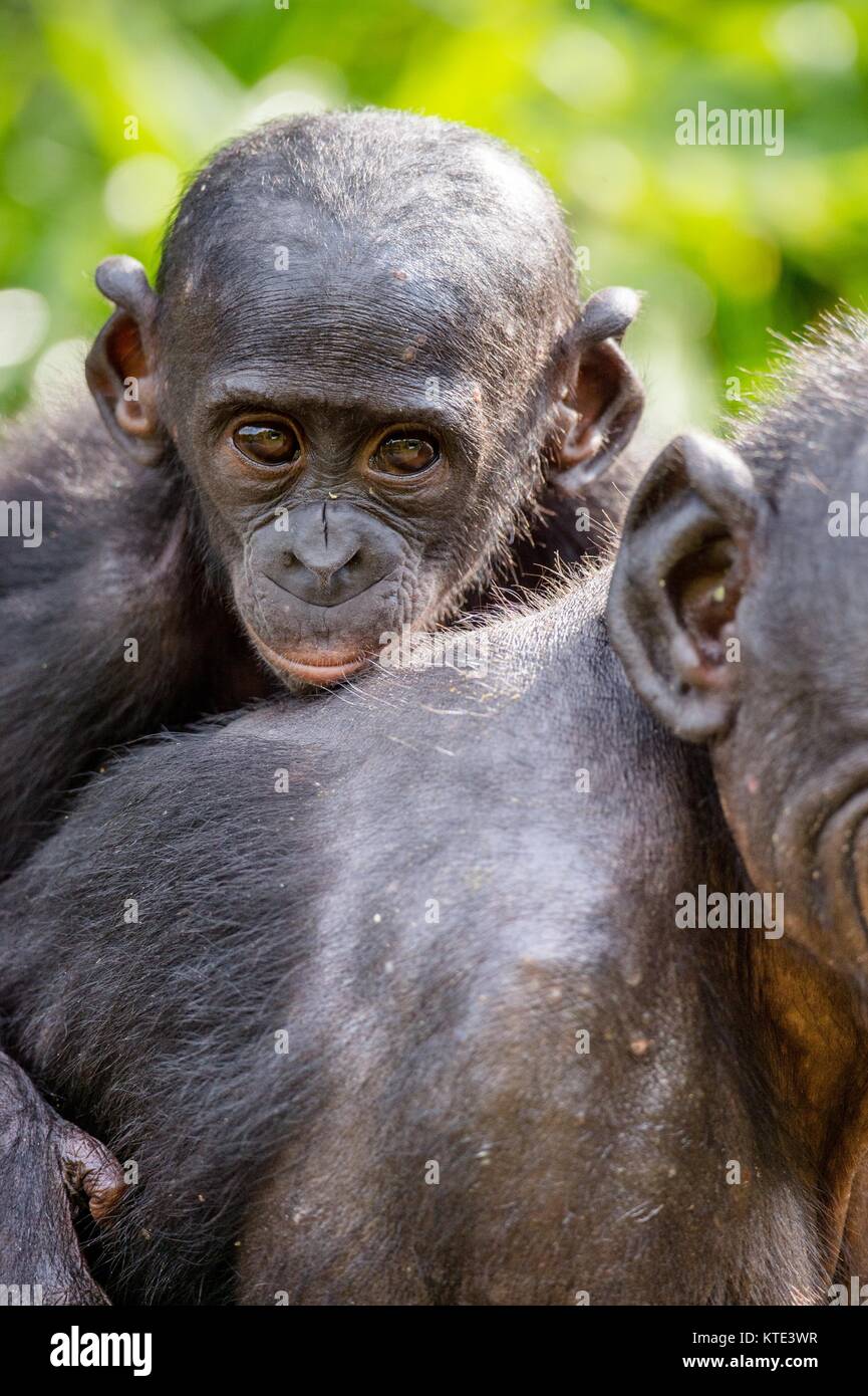 Close up Portrait of Bonobo Cub on the mother's back in natural habitat ...