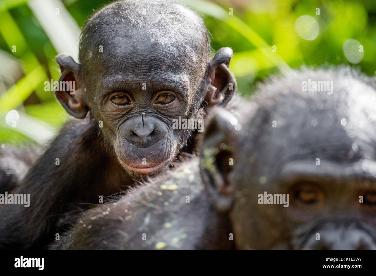 Close up Portrait of Bonobo Cub on the mother's back in natural habitat ...
