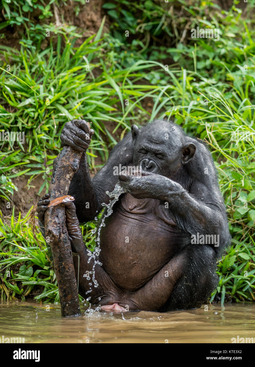 The adult Bonobo drinks water in natural habitat. Green natural ...