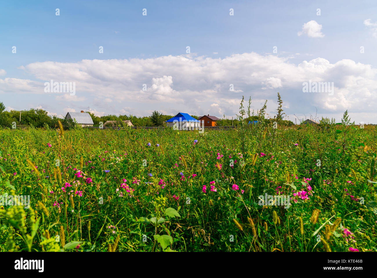 Rural landscape with Wildflowers in a foreground Stock Photo - Alamy