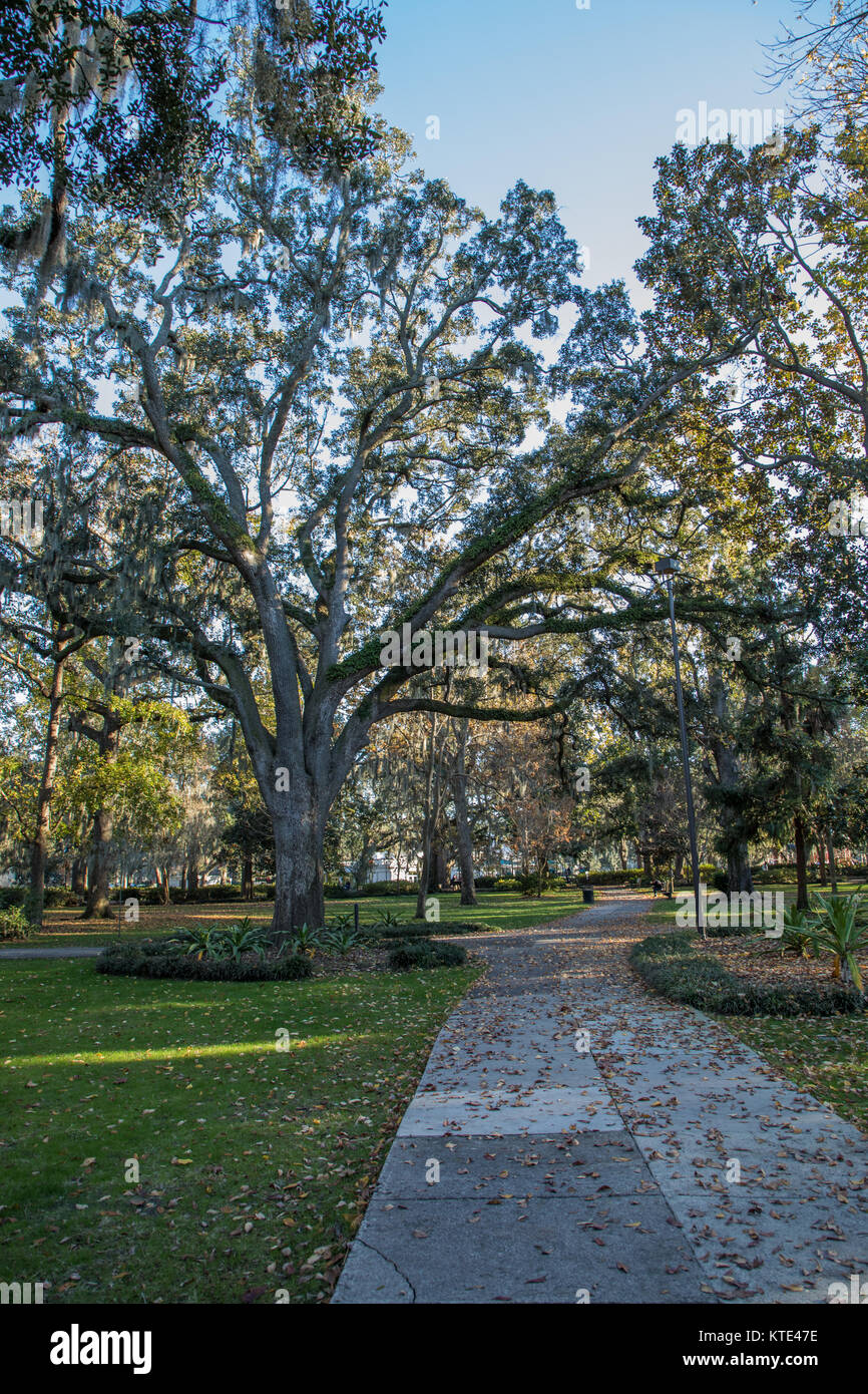 Path through the oak trees and Spanish Moss in Forsyth Park, Savannah ...