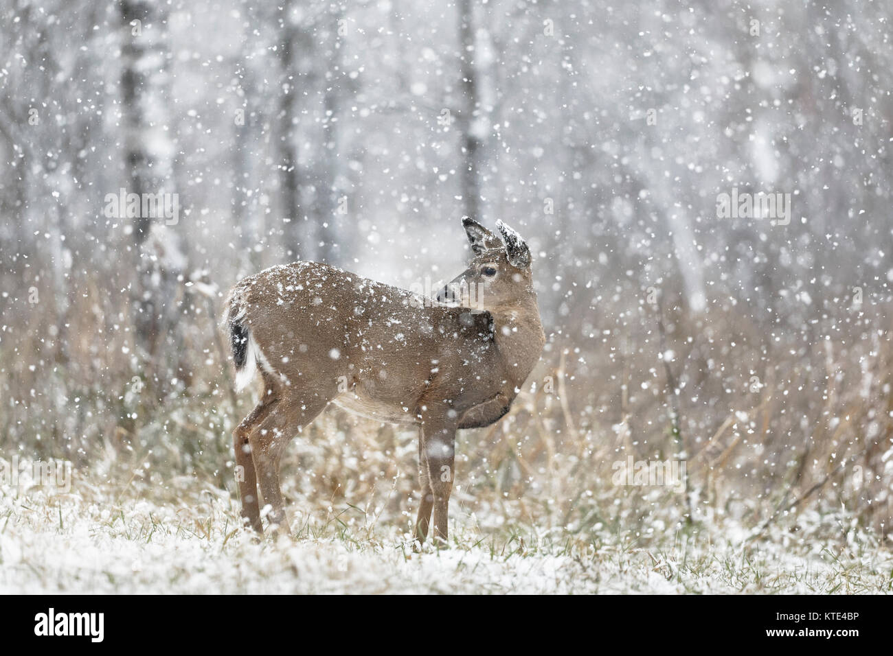 Fawn whitetail deer looking back hi-res stock photography and images ...