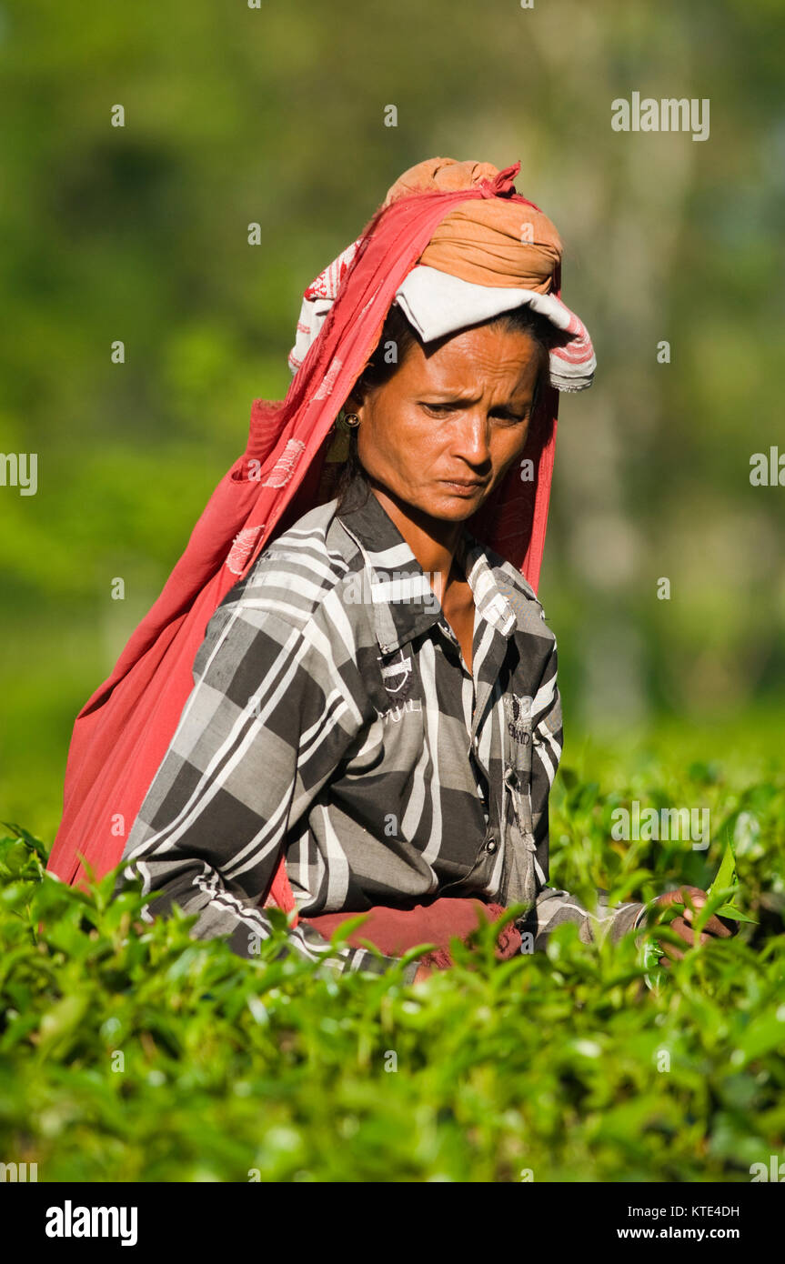 ASIA, India, Assam, Jorhat, Haroocharai Tea Estate, tea picker at work ...