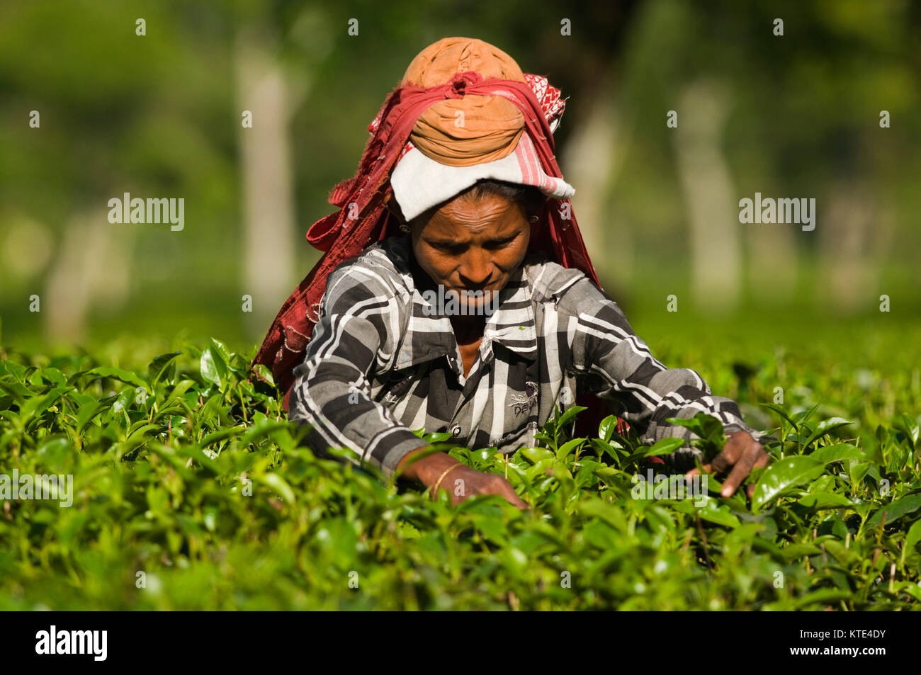 ASIA, India, Assam, Jorhat, Haroocharai Tea Estate, tea picker at work ...