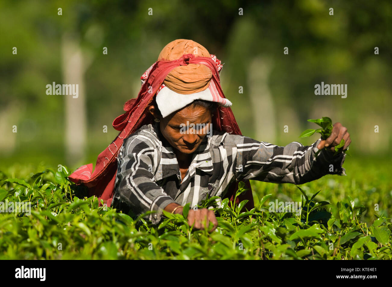 Jorhat assam tea plantation india hi-res stock photography and images ...