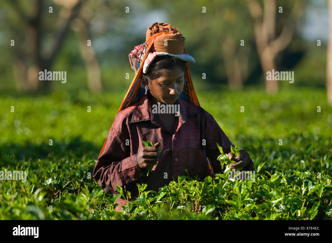 ASIA, India, Assam, Jorhat, Haroocharai Tea Estate, tea picker at work ...