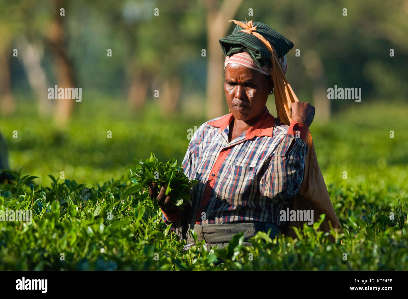 ASIA, India, Assam, Jorhat, Haroocharai Tea Estate, tea picker at work ...